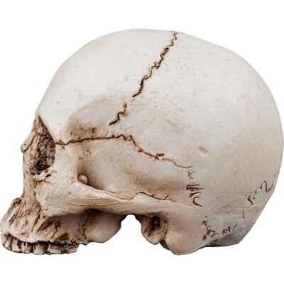 Small Skull Head